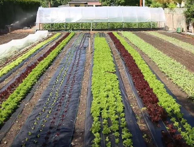 Two-Wheel Tractors – Bertolini - JBW Agrotech Inc